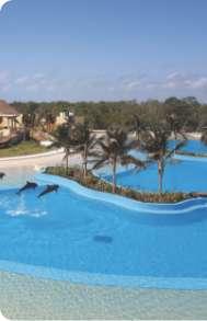 Promotions for your swim with dolphins | Dolphin Connection