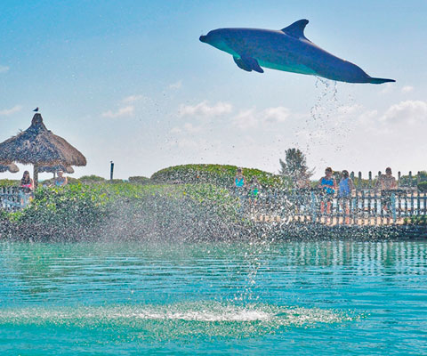 Frequently Asked Questions | Dolphin Connection