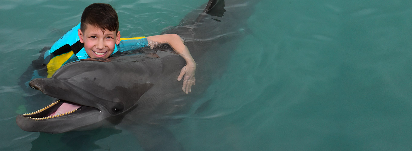 Live a Dolphin Encounter in Florida Keys | Dolphin Connection